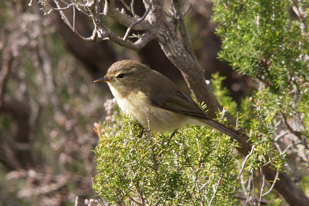 boszangers - leaf warblers - phylloscopidae